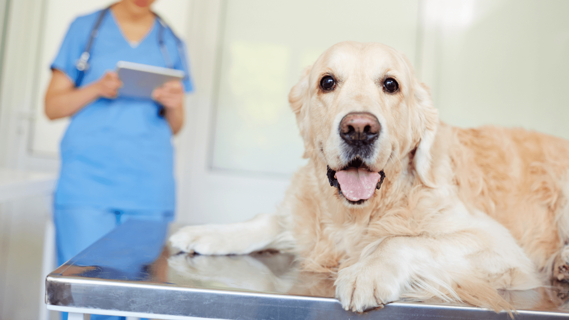 Pet Cardiology In Fort Lauderdale, FL | South Broward Animal Hospital